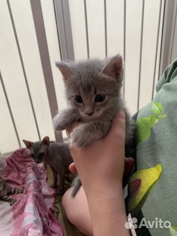 Кошечка в добрые руки