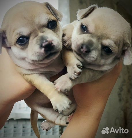 Маленькая неженка для Вас