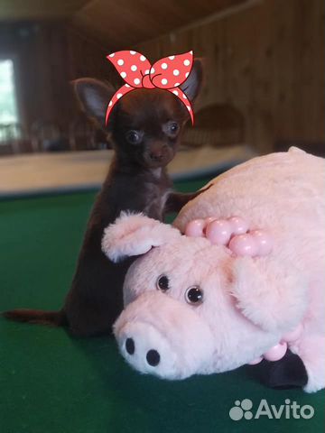 Чихуахуа.Мини мини девочка