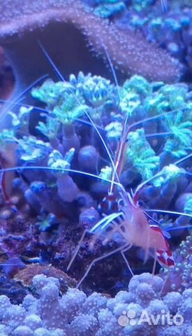 Креветки доктора