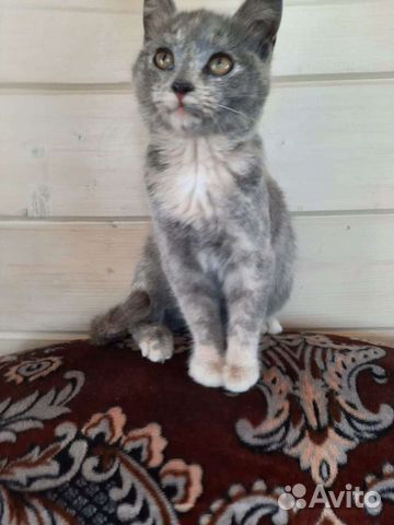 Котенок Тигра