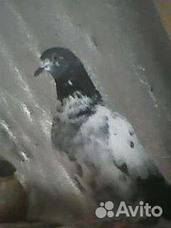 Голуби пакистанцы