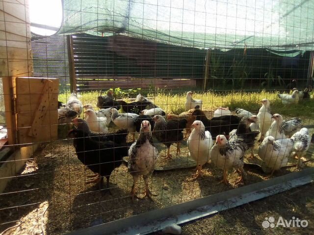 Цыплята несушки