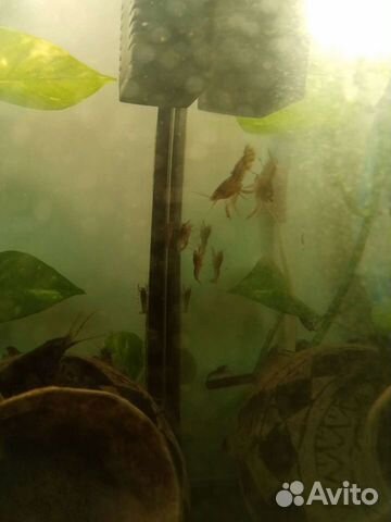 Голубой кубинский рак