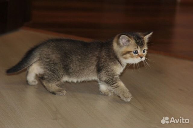 Шотландские чистокровные котята с документами