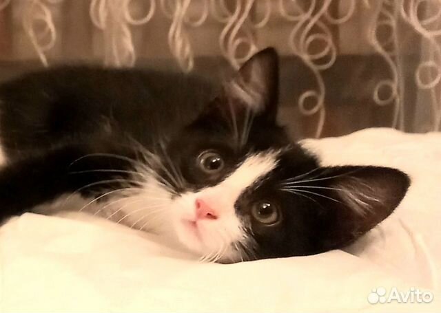 Кошки в добрые руки бесплатно