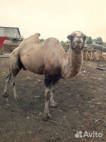 Верблюд