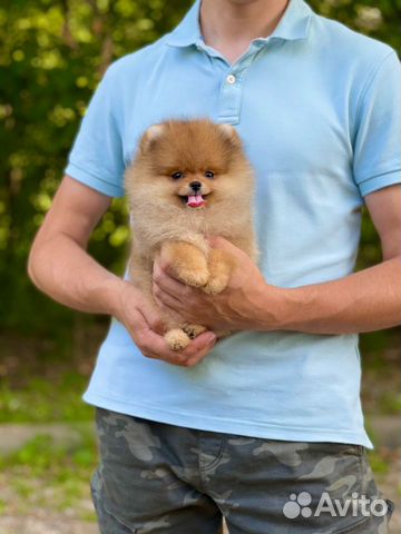 Померанский шпиц малыш Твикс