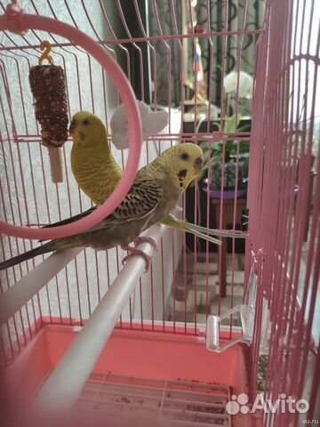 Продам Волнистых Попугаев