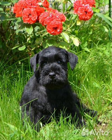 Щенки цвергшнауцера