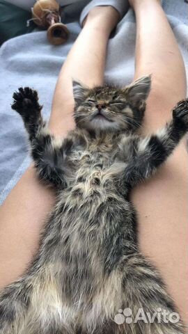 Отдам бесплатно