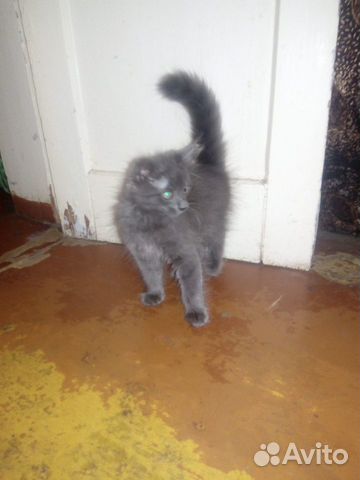 Котята русская голубая