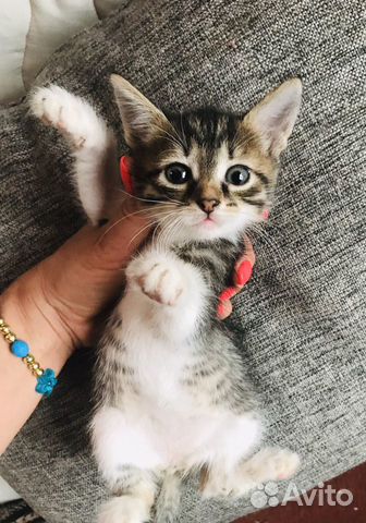 Котенок