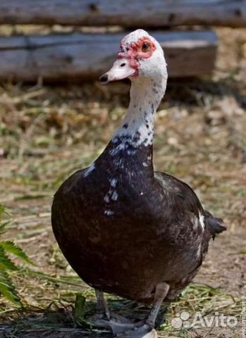 Индоутки-несушки годовалые