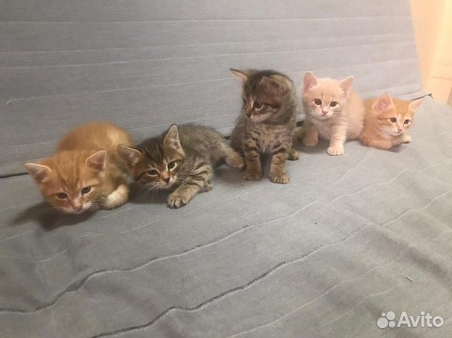 Котенок