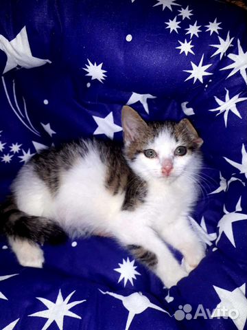 Очаровательный малыш ищет дом