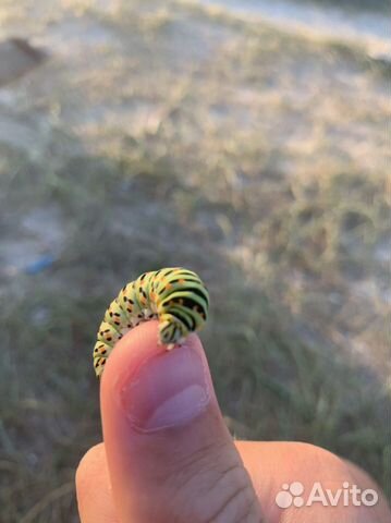 Гусеница Махаона