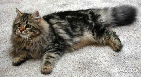 Котята от сибирской красотки мамы есть мальчики И