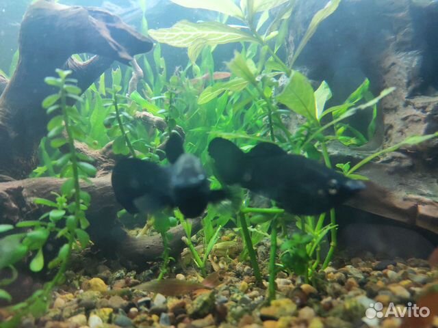 Моллинезии, мальки меченосца