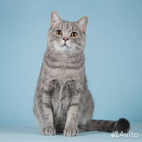 Босс ищет дом