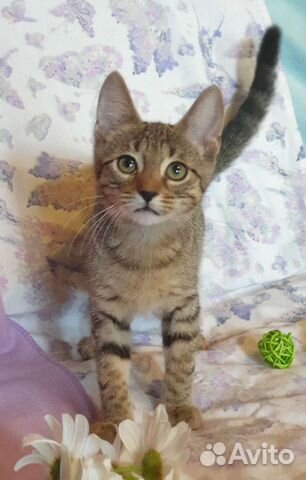 Маленькому тигренку нужна мама