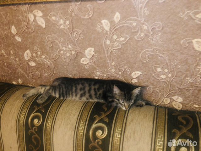 Котята бесплатно