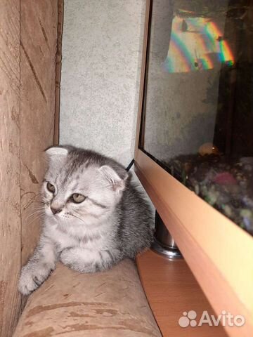 Шотландские котята