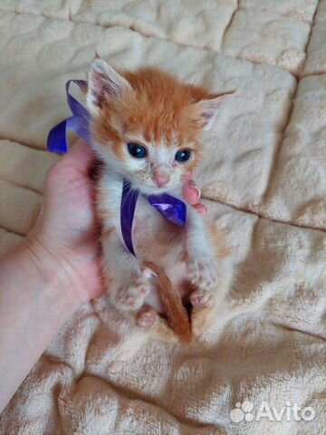 Котики в дар