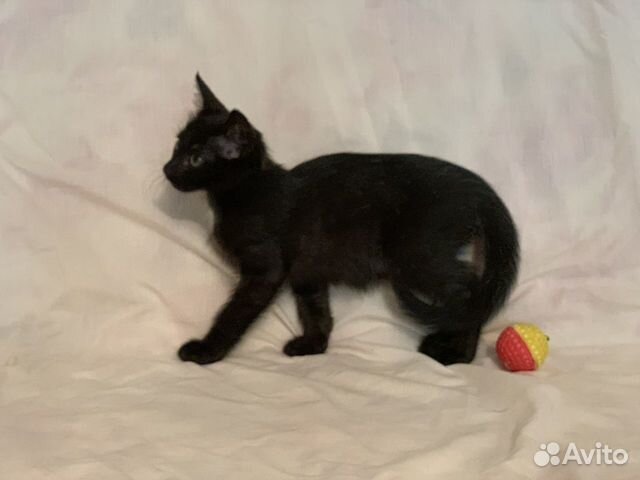 Котёнок Димон 2,5 месяца в добрые руки