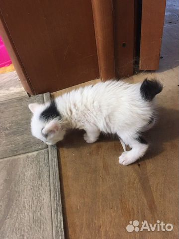 Котята в добрые руки бесплатно