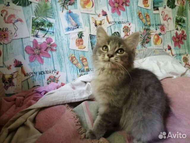 Серый котенок игрунишка