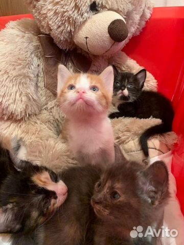 Котята в добрые руки 1 месяц
