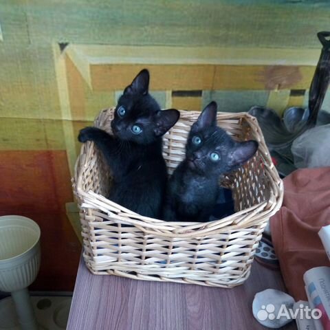 Котята сфинксы
