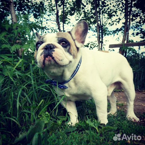 Бульдог из Франции ищет невесту