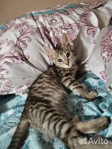 Котенок Мальчик