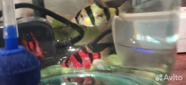 Рыбки барбусы