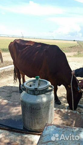 Корова красная степная