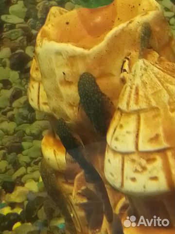 Маленький сомики