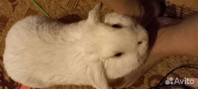 Декоративные кролики вислоухие