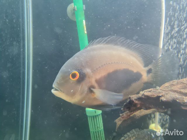 Продам уару