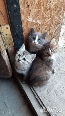 Котята бесплатно 1,5 месяца. 2 девочки и 1 мальчик