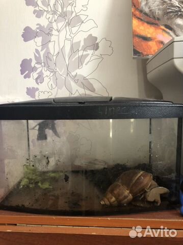 Улитки ахатины