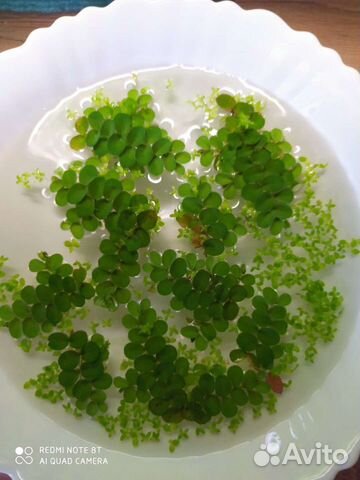 Сальвиния (аквариумные растения)