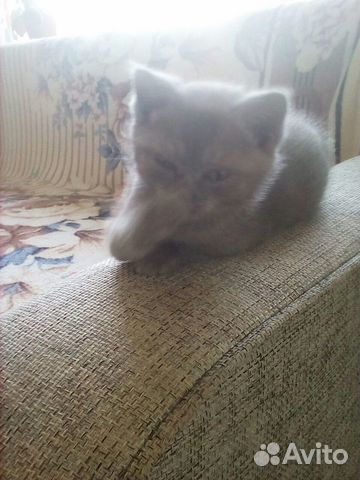 Кошки шотландцы