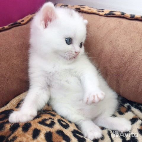 Котята