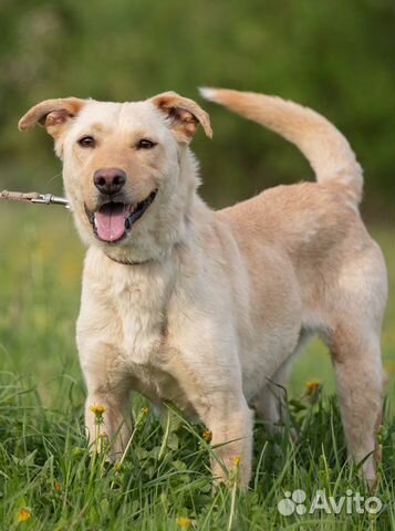 Фредди в добрые руки