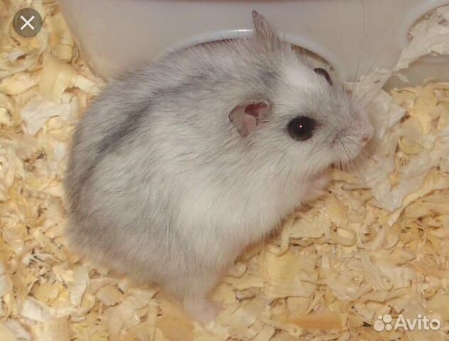 Джунгарский хомяк с клеткой