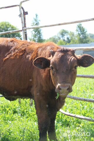 Продаю телочек молочных коров
