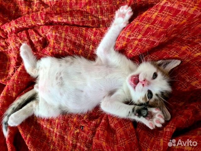 Котишки-братишки в добрый дом