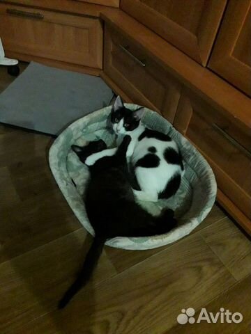 Кошечки